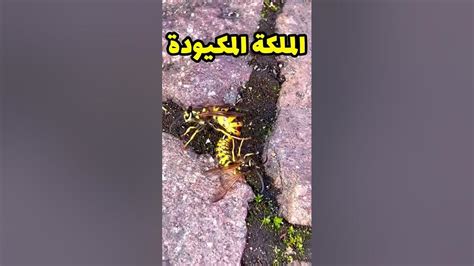 ملكة الدبابير المكيودة 😂 Abuahmadgeo ابواحمدجيو Youtube