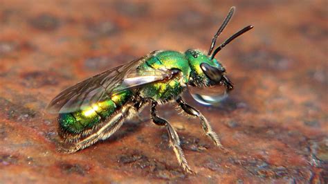 Agapostemon
