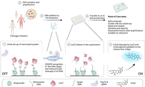 Colorimetric Crispr Biosensor A Case Study Wit