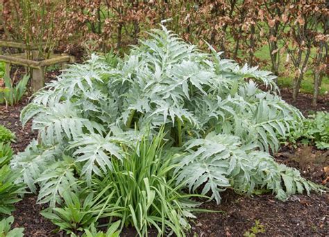 Cardon Plantation Entretien Soin Le Parisien Jardin