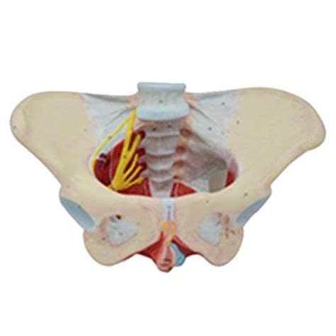 Female Pelvis With Muscles Organs And Nerves Model Parth Sales