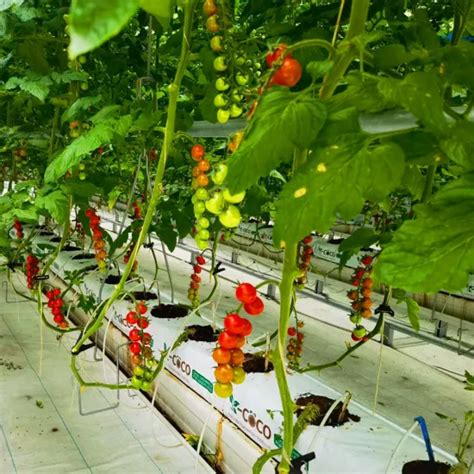 Nutrient Solution Customized Tropical Hydroponics System With Water