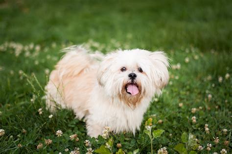 Apagi Joy Chien Lhassa Apso à La Robe Sable Charbonné Et Beige