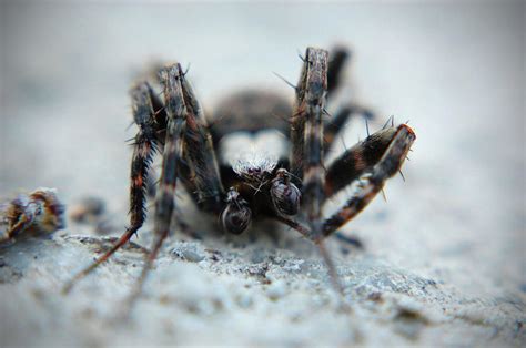 Furrow Orb Weaver Photograph By Exposed Photoworks Fine Art America
