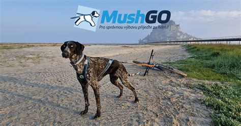 Non-Stop dogwear - E-shop MushGO