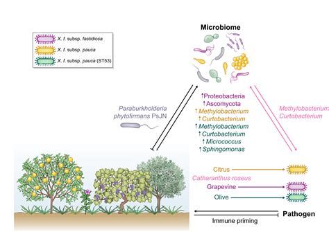 Xylella Fastidiosas Relationships The Bacterium The Host Plants And