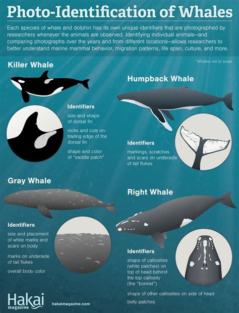 Best 13 How Do Whales Mate And Reproduce Sex Underwater Explained 2025