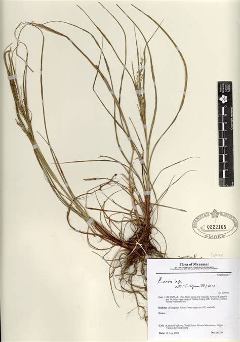 Carex Sp Myanmar Vascular Plants Database