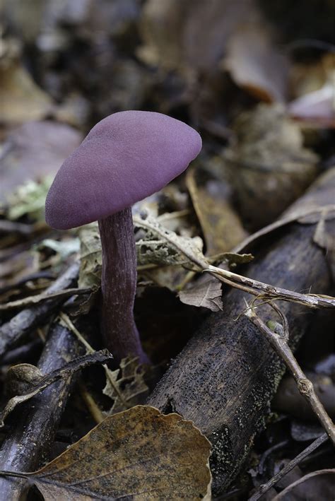 Colley Gate Media Nature