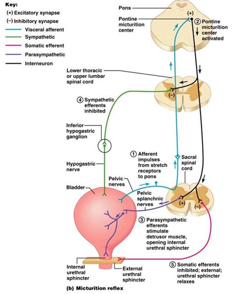 409 Best Images About Urinary System On Pinterest Loop Of Henle