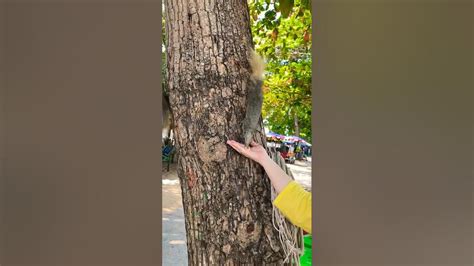 #sorts тайские белки 🐿️ главное орехи 🌰 прихвати - YouTube