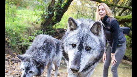Really Full Wolves