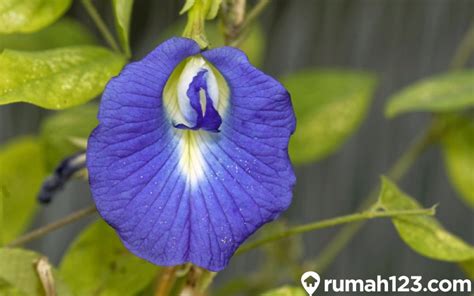 Bunga Telang Png 54 Koleksi Gambar