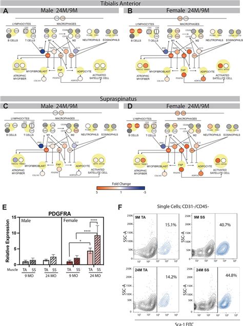 Aged Female Muscle Has Increased Expression Of Inflammatory Cytokines Download Scientific