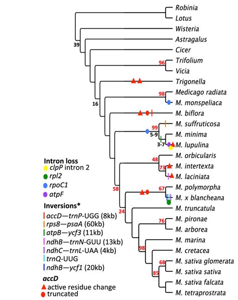 Phylogenetic Relationships And Distribution Of Plastome Structural