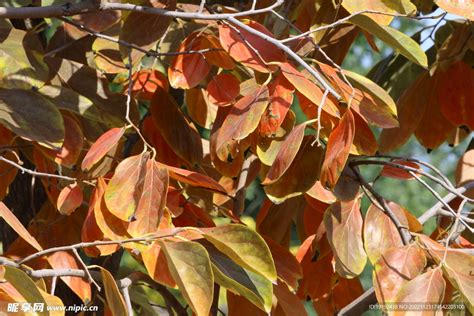 柿树红叶 摄影图树木树叶生物世界摄影图库昵图网