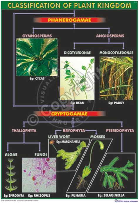 Victory Graphik B 65 Ulothrix Life Cycle