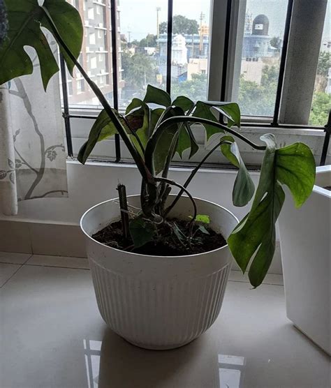 Ceramic Pots At ₹ 650piece Ceramic Pots In Bengaluru Id 2853911699048