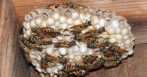 Wasp Love Pollinators Artists And Biocontrol Experts Uc Agriculture