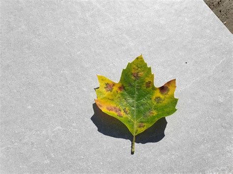 Platánfa Betegség Gazdabolt Hu