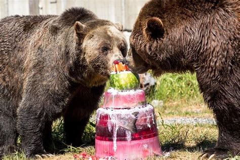 Épinglé Par Ceeliah Sur Cute Overload Choux