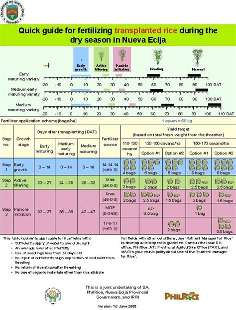 Quick Guide For Fertilizing Transplanted Rice During The