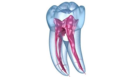 Dental Root Anatomy First Stock Footage Video 100 Royalty Free