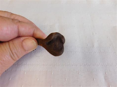 Turtle Femur Fossil Fossils And Artifacts For Sale Paleo Enterprises