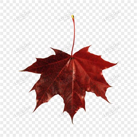 Mapple Leaf Images Hd Pictures For Free Vectors Download