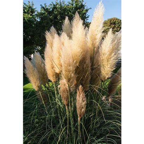 Pampas Grass Cortaderia Garden Seeds Temu