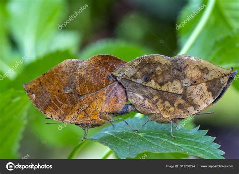 Two Butterfly Mating Dead Leaf Butterfly Kallima Inachus Aka Indian