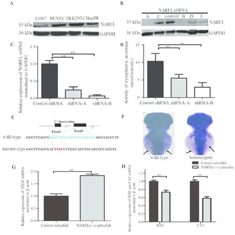 Schobinger Classification Download Scientific Diagram