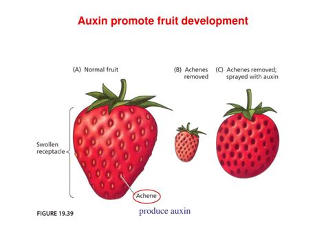 Ppt The Redistribution Of Auxin During Gravitropism In Maize Roots