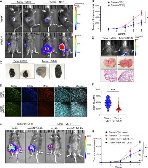 Elevated Tlt 1 In Circulation Promotes Tumor Progression In Mice A