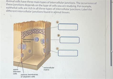 Solved Animal Cells Have Three Main Types Of Intercellular