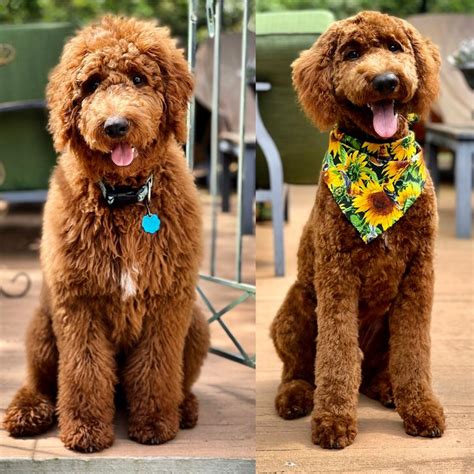 Scissor Cut Goldendoodle At Betty Kennedy Blog