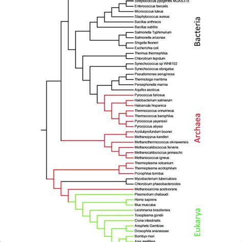 Evolutionary Relationships Of Tmp Obtained With Equation 2 And