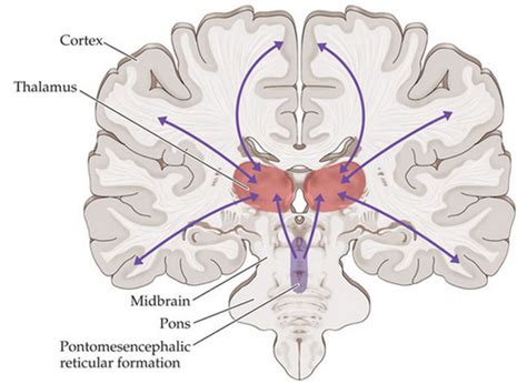Reticular Formation And The Ans Flashcards Quizlet