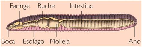 Diagrama De Anatomía De Un Gusano