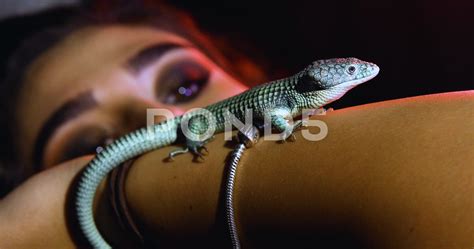 Blue Alligator Lizard