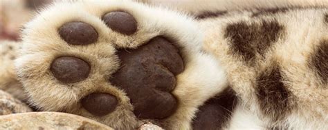 МЕДОЛАПКИ Паблик для влюблённых в Братьев Наших Меньших 2025 ВКонтакте