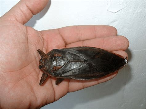 Giant Water Bug Larvae