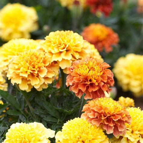 Marigold Seeds Strawberry Blonde Flower Seeds In Packets And Bulk