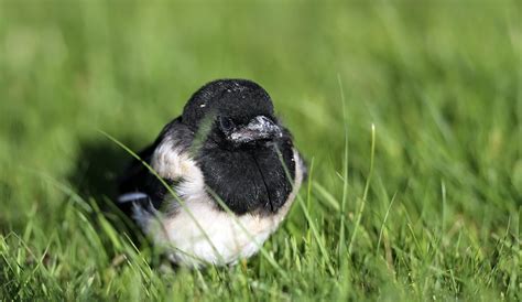 Птенец сороки картинки и фото Poknokart