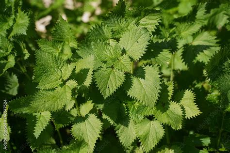 Bush Of Stinging Nettles Nettle Leaves Top View Botanical Pattern