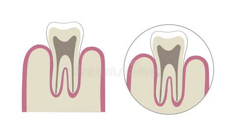 Simple Circle Icon Of Tooth And Gum In Boho Colors Flat Illustration