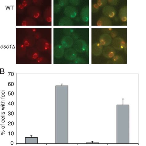 Other Nucleoporins Also Accumulate In Esc1Δ Foci A Co Localization Download Scientific