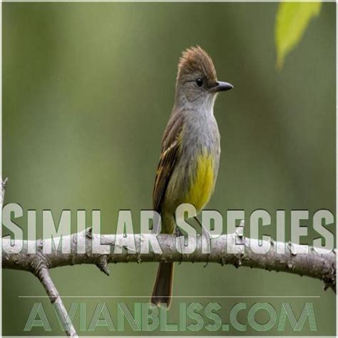 Great Crested Flycatcher Identification Habitat And Conservation