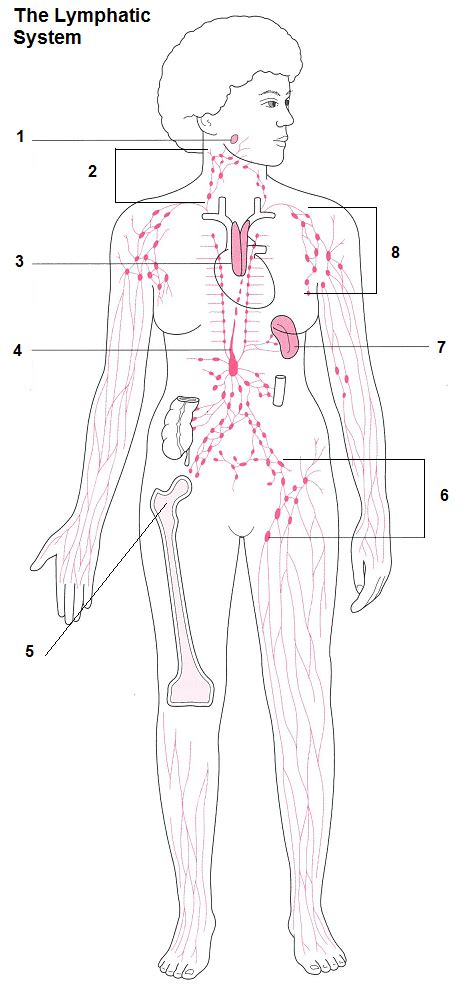 Diagram Of Lympth System Prac Exam Quizlet