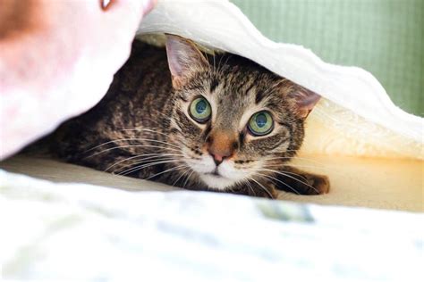 They Found Me” Cute Photo Of Perry Being Discovered In One Of His Many Hiding Places From